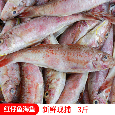 福建东山岛新鲜海鱼小红鱼红鱼仔