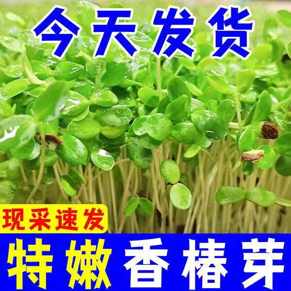 产地直发香椿芽苗现采现发芽苗菜香椿芽酒店饭店批发冷艺摆盘装饰