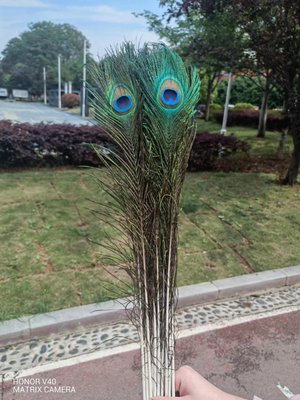 公子羽羽毛天然客厅插瓶装饰品