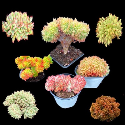 贵货缀化春萌三色堇糖果多肉花卉