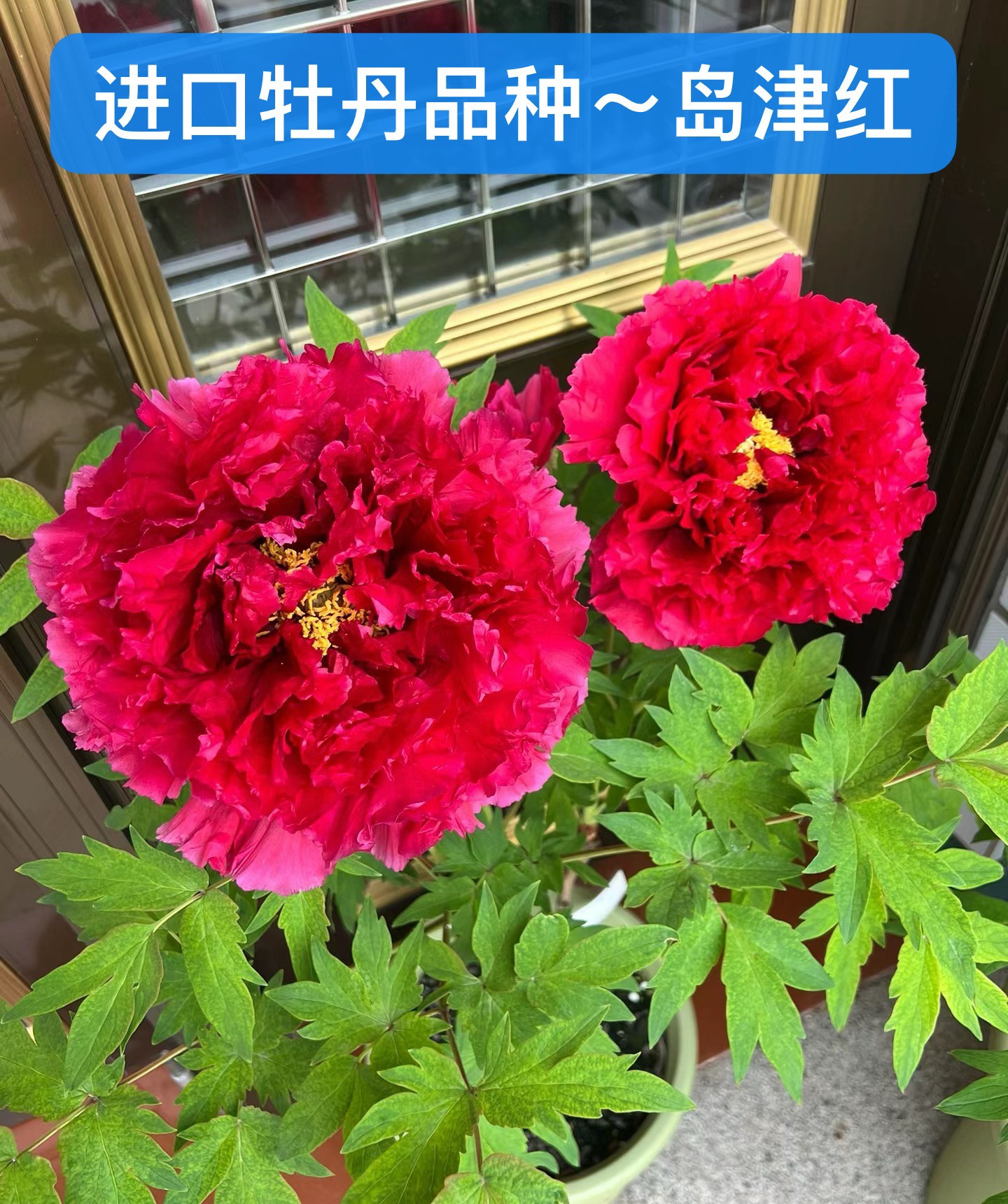 菏泽市诚信牡丹芍药园引进国外牡丹花苗【岛津红】秋天发货