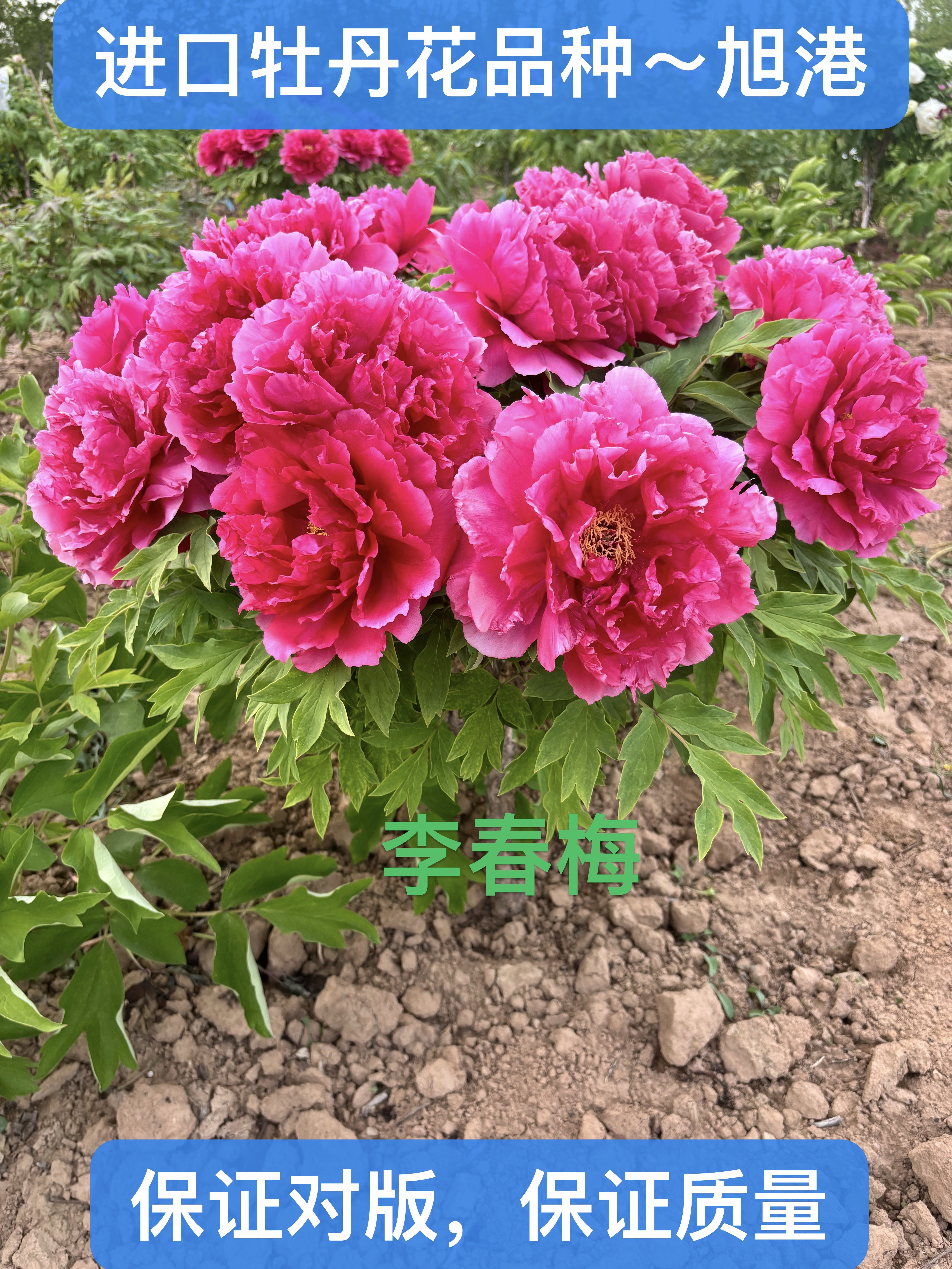 菏泽市诚信牡丹芍药园，牡丹花苗【旭港中国红】秋天发货