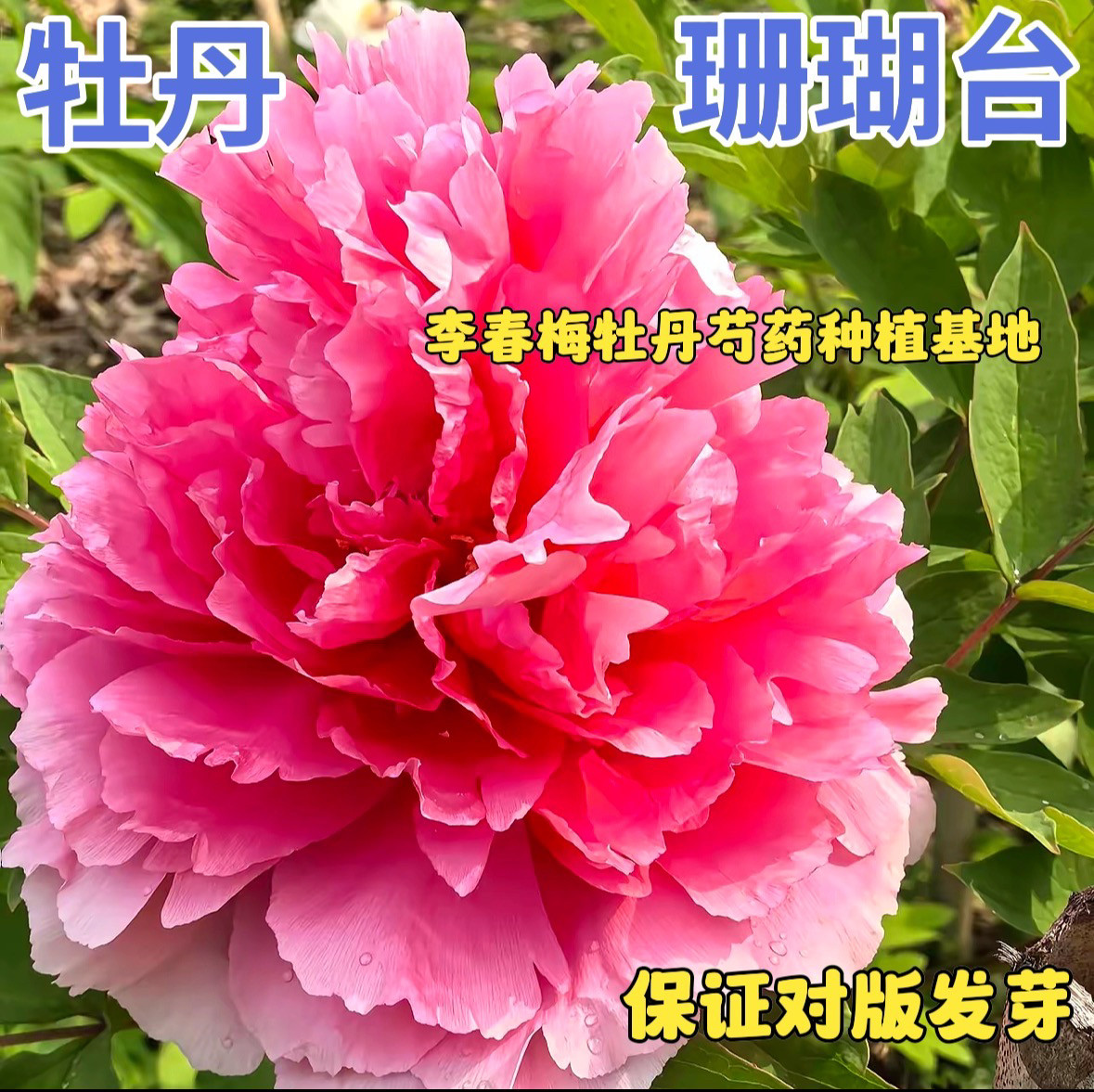 菏泽市诚信牡丹芍药园牡丹花苗  【珊瑚台】，秋天发货