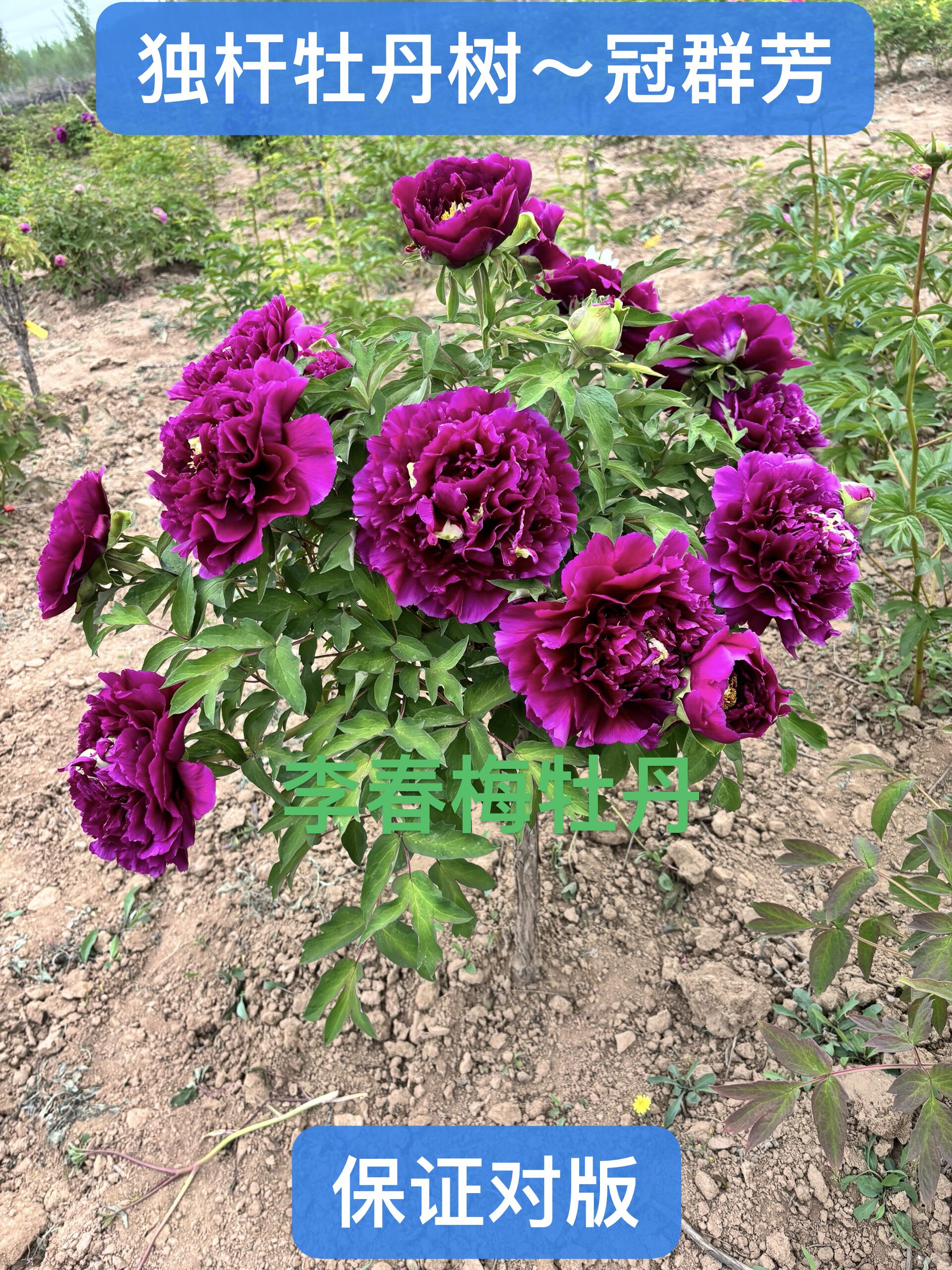 菏泽市诚信牡丹芍药园，花中之王牡丹花苗【冠群芳】秋天发货