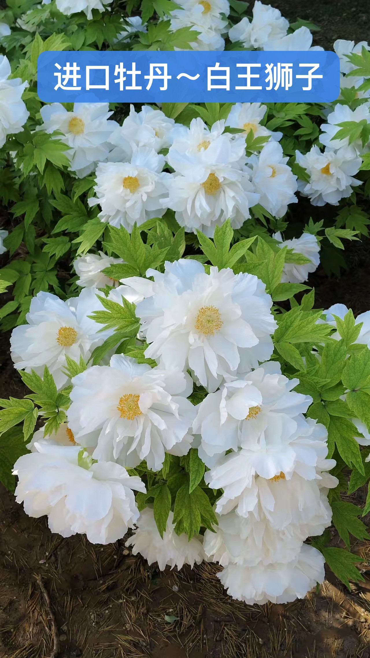 菏泽市诚信牡丹芍药园，进口牡丹花苗【白王狮子】秋天发货