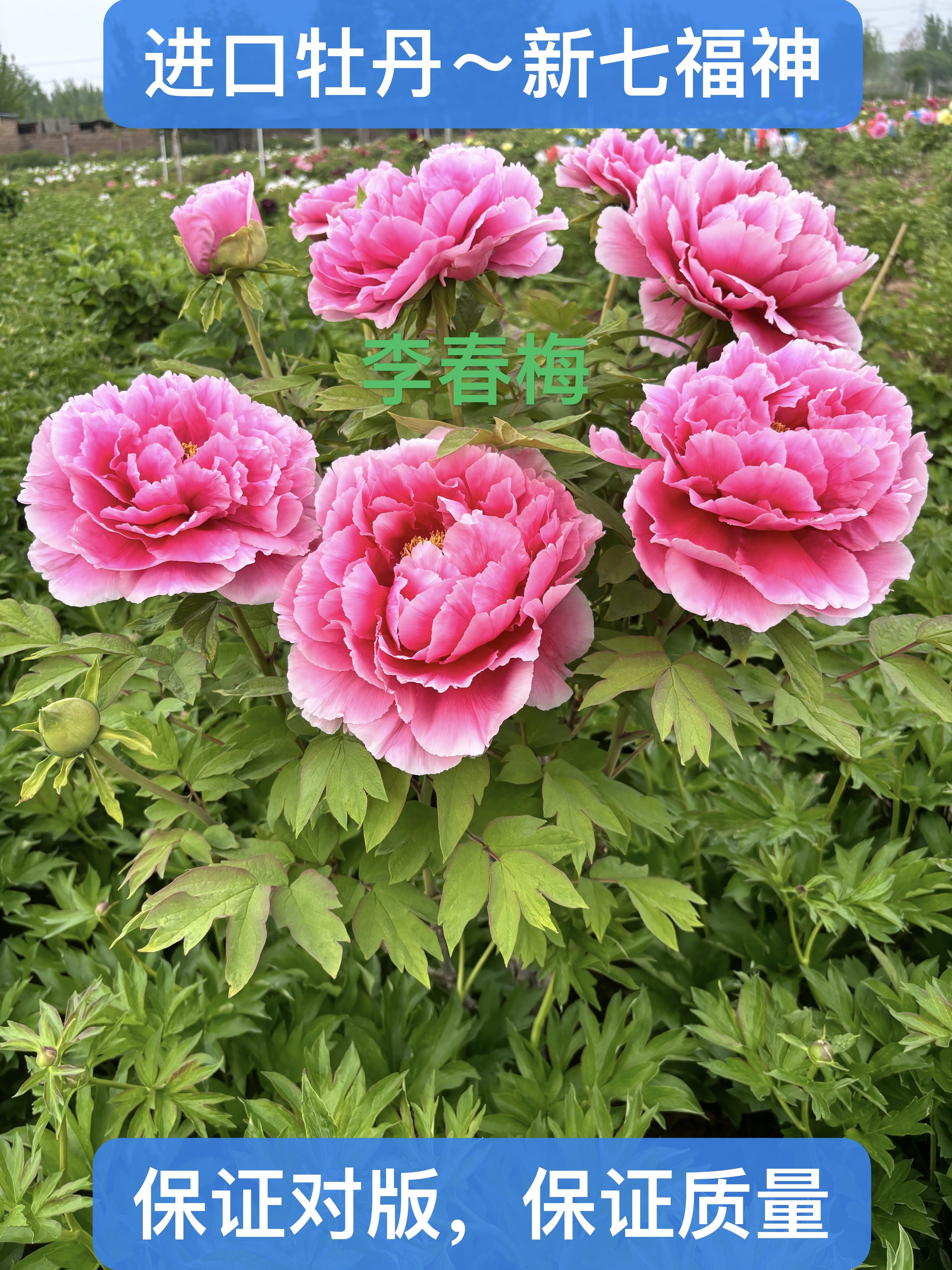 菏泽市诚信牡丹芍药园，洛阳牡丹花苗【新七福神】，秋天发货