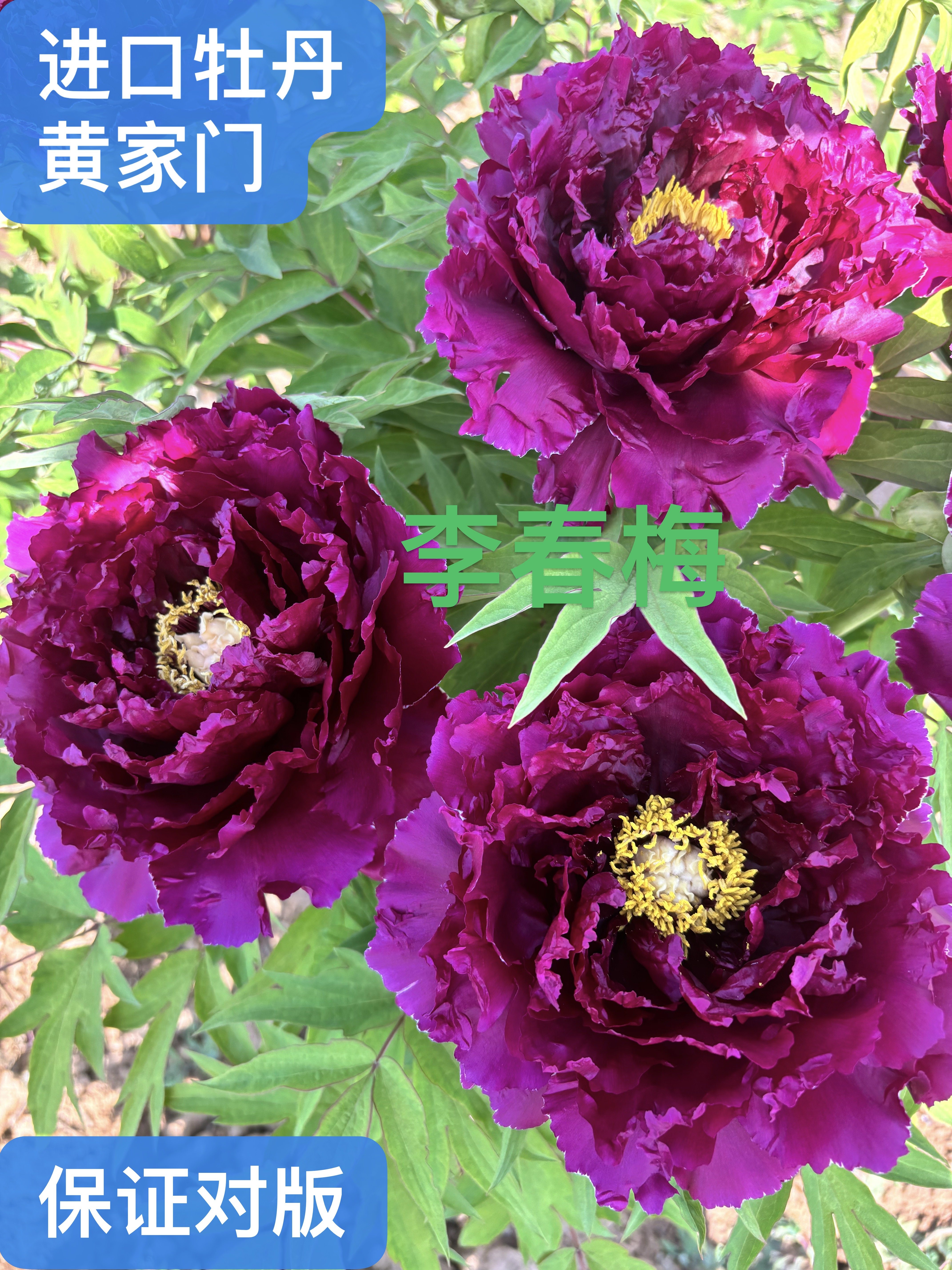 菏泽市诚信牡丹芍药园，牡丹花苗【黄嘉门】秋天发货