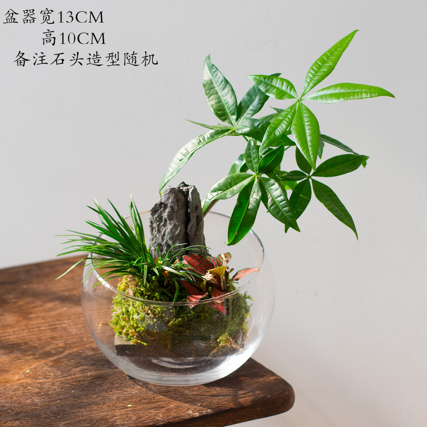 玻璃生态景观好养易活桌摆情绪氛围小盆栽室内净化空气新奇植物