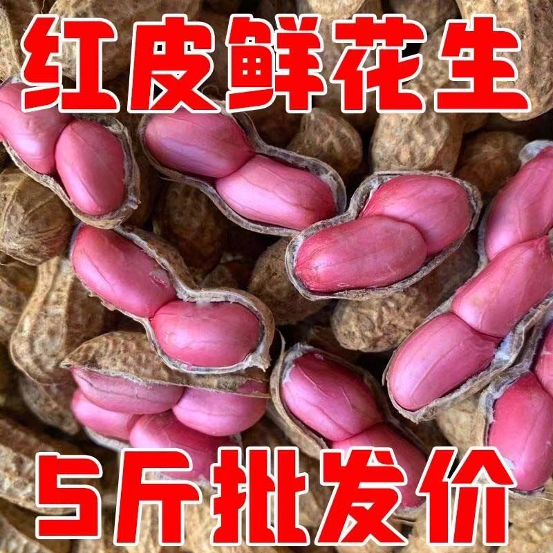 新鲜湿泥花生红皮现挖现发农家自种带壳生花生可水煮两粒养胃晒干