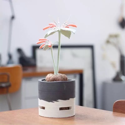 断崖女王块根月宴球根多肉植物好养奇趣桌面室内盆栽稀有迷你绿植