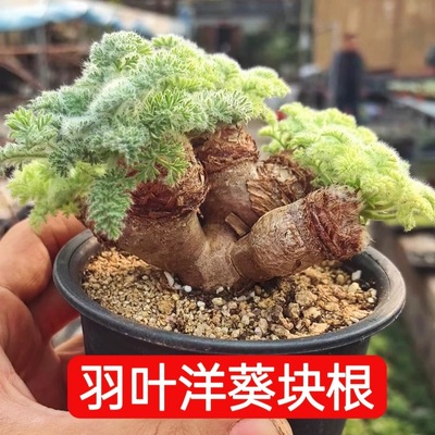 羽叶洋葵 Pelargonium triste 枯木洋葵块根绿植创意盆栽室内植物