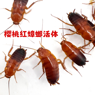 樱桃蟑螂杯活体瓶装盒装罐装蜘蛛螳螂龙鱼守宫食物高蛋白活饲料