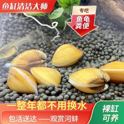 观赏鱼缸除藻繁殖清洁净水黄金蚬
