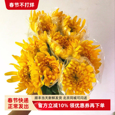 纪念吊唁离世花卉菊花