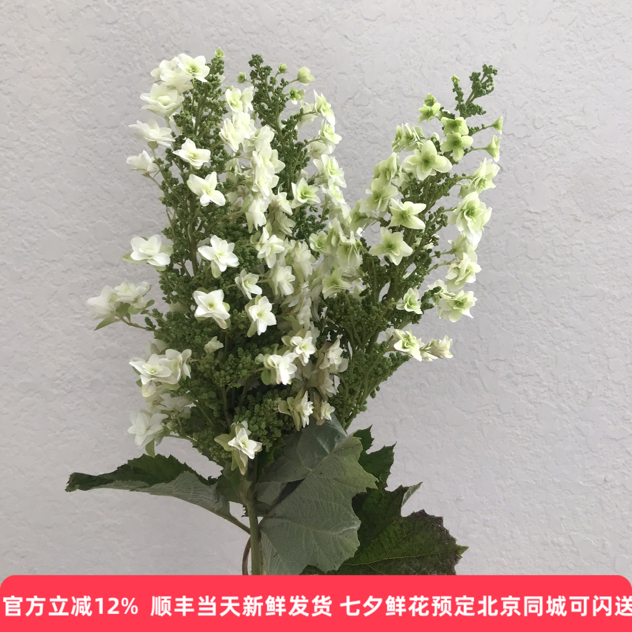 芙蓉绣球花水养家庭瓶插花时令小众好养木本切枝北京同城鲜花速递