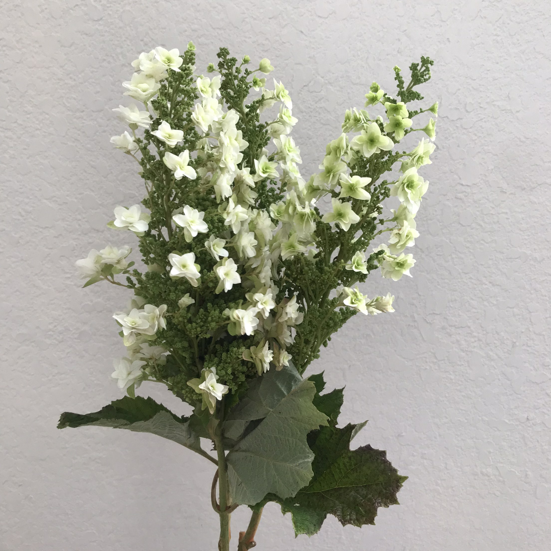 芙蓉绣球花水养家庭瓶插花时令小众好养木本切枝北京同城鲜花速递