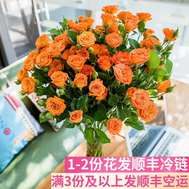 多头玫瑰花泡泡云南斗南鲜花基地直发昆明花卉市场批鲜切花发真花