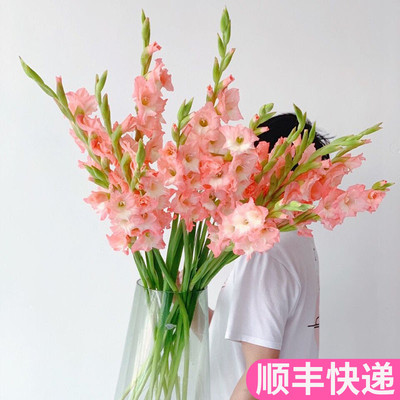 剑兰鲜花鲜切花基地直发