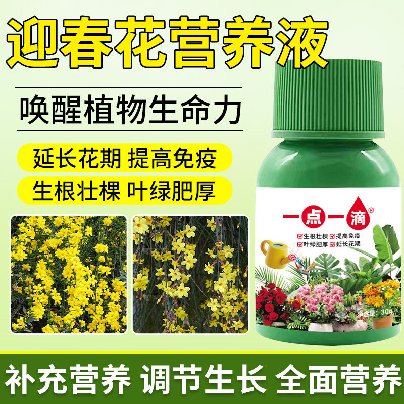 迎春花专用肥料促开花生根营养液延长花期促生长促芽植物营养液