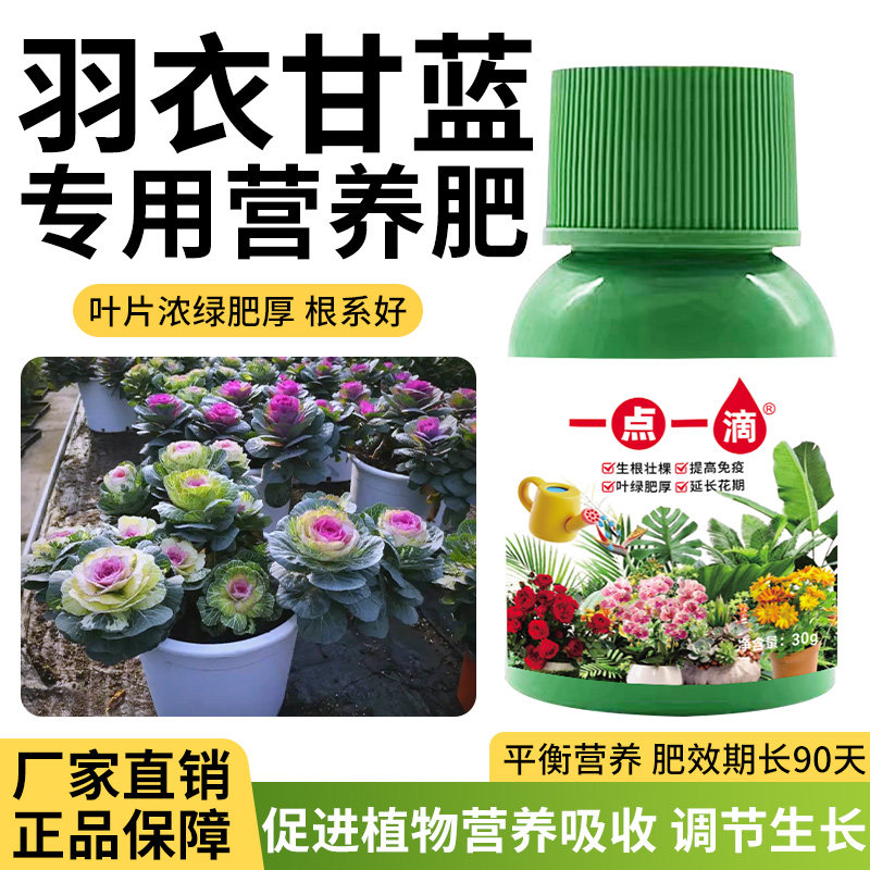 羽衣甘蓝叶牡丹盆栽浓缩营养液家用室内多头老桩专用壮苗促叶肥料