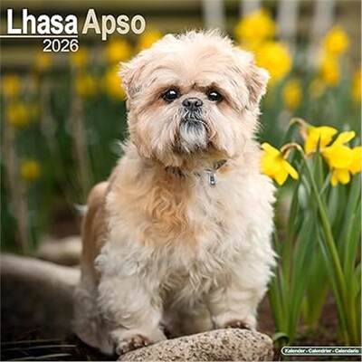 预订Lhasa Apso Calendar 2026  Square Dog Breed Wall Calendar - 16 Month[9781804606643]