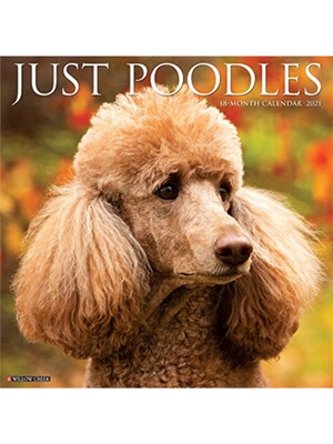 预订不退不换Just Poodles 2021 Wall Calendar (Dog Breed Calendar)