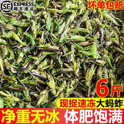 新鲜速冻公母蚂蚱6斤顺丰