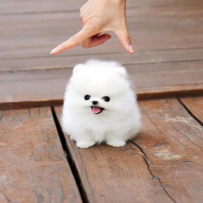 纯种茶杯犬迷你博美俊介比熊幼犬小型长不大真狗畜牧养殖技术服务