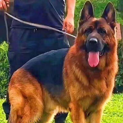 德牧犬幼犬纯种德牧黑背德国牧羊犬大型犬宠物狗牧羊犬德国牧羊犬