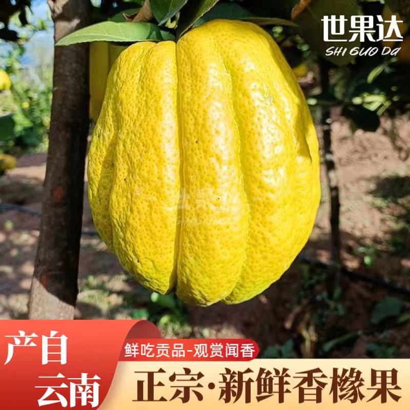 云南香橼果新鲜现摘枸橼子食用闻香观赏金佛手柑贡品高山香缘