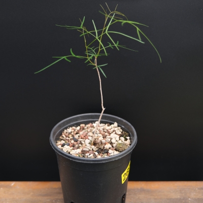 帕卡裂榄绿植籽播实生一物一拍