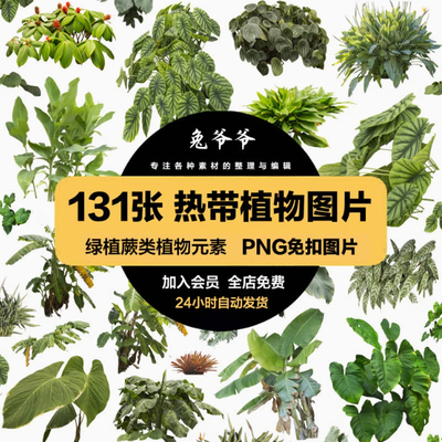 热带植物草叶绿植蕨类雨林PNG免抠图场景后期合成装饰元素PNG素材