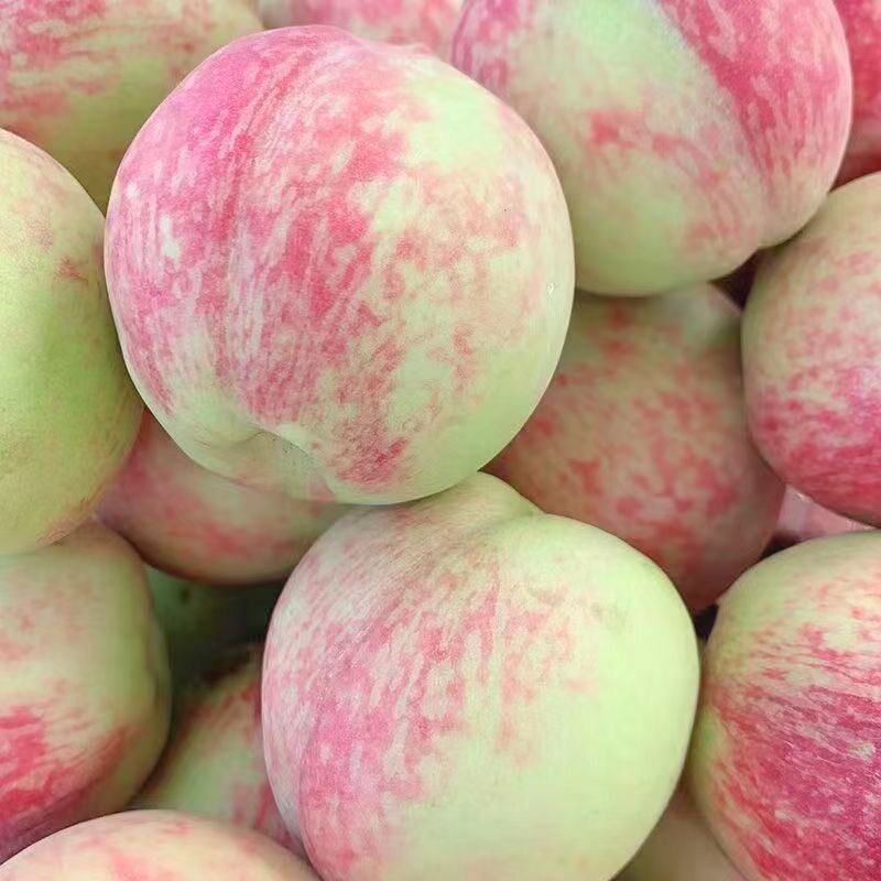 【脆甜】青皮脆蜜桃脆甜清香桃子新鲜脆桃香甜多汁当季非青州蜜桃