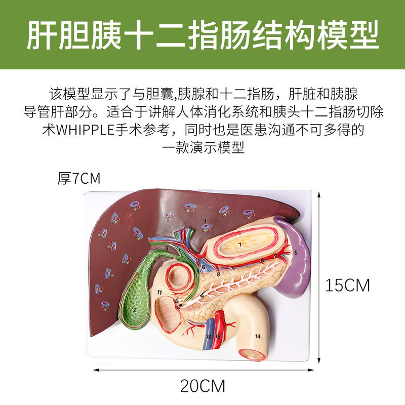 教学仿真胰脾肝胆十二指肠浮雕模型肝胰腺十二指肠胃解剖内脏标本