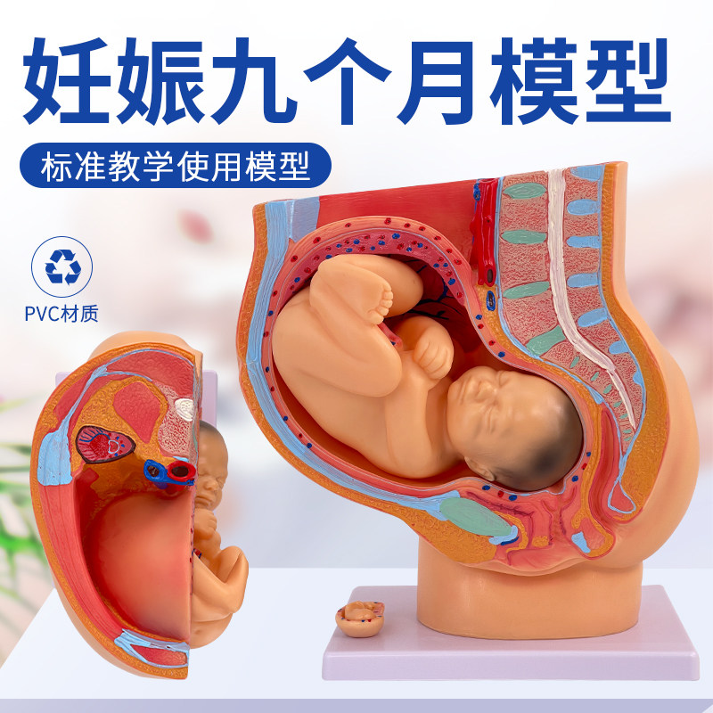 9月胎儿模型 孕妇生产过程 孕妇模型胚胎解剖模型 妊娠九个月模型