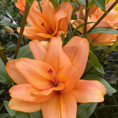 玛丽Falmarin进口LA百合种球花种子耐寒耐热两广地区无需春化球根