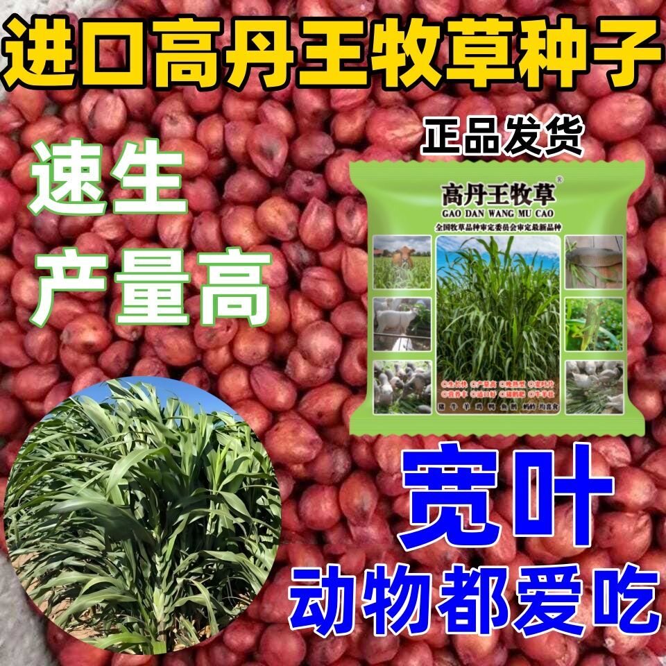 进口高丹王草种子养牛羊猪兔鱼专用四季耐旱多年生甜高粱牧草种籽