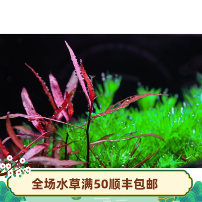 红水蓼ada非紫艳柳草缸水下叶