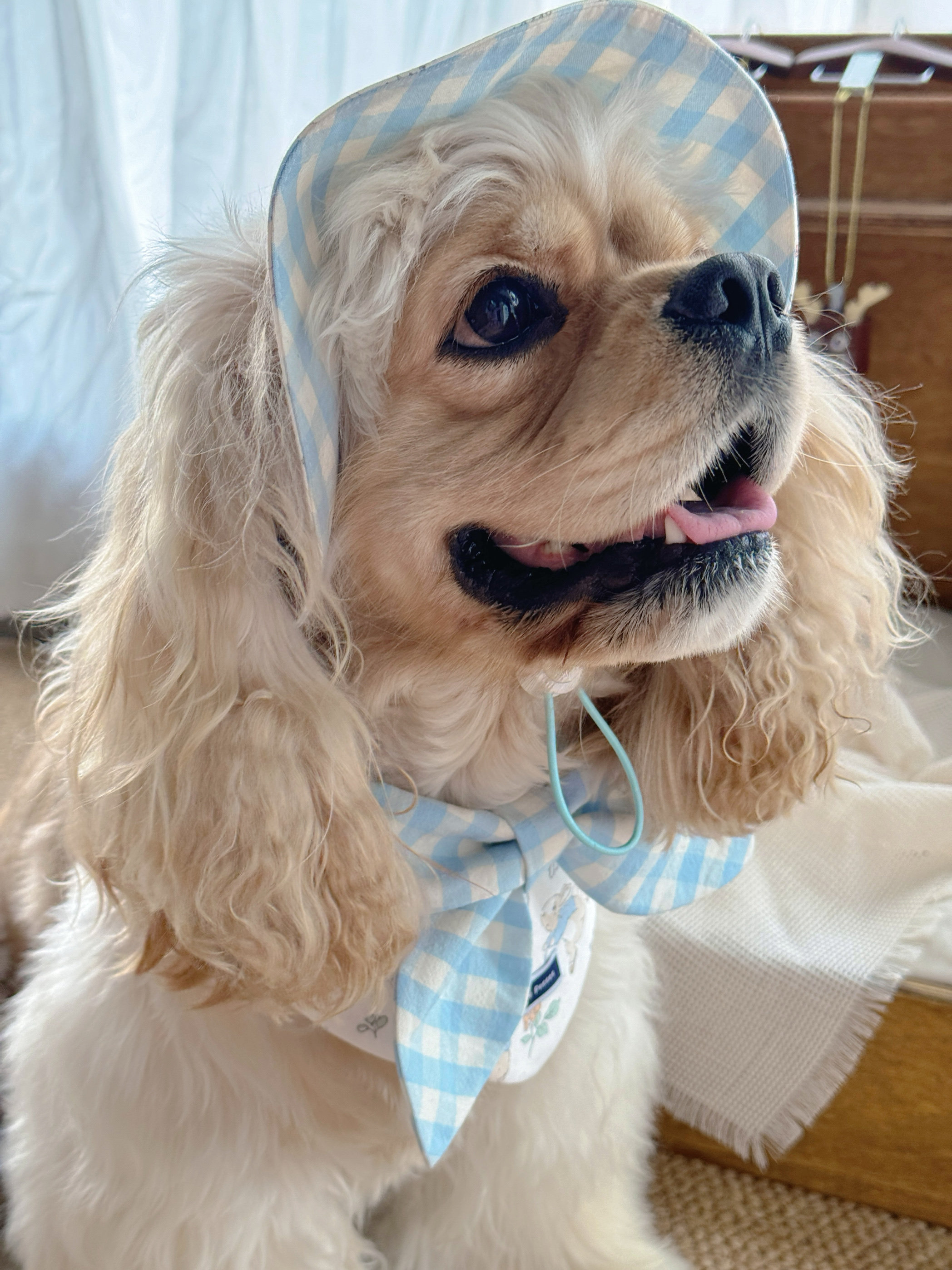 Lovepasses夏日户外宠物渔夫帽大型犬狗狗渔夫帽猫猫宠物配饰造型
