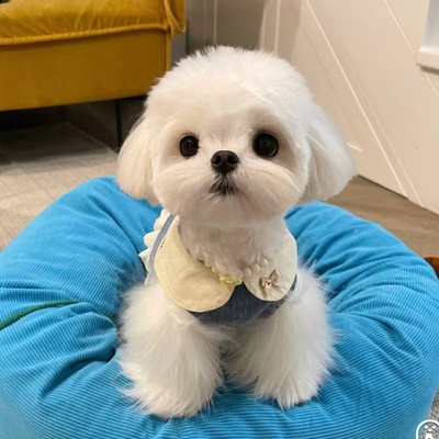 牛仔幼稚园翻领刺绣花边裙狗狗宠物衣服马尔济斯比熊猫咪服饰