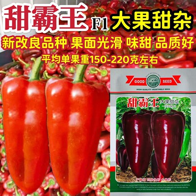 万农甜霸王大果甜杂甜椒种子圆锥形红椒种子青红两用果面光滑味甜