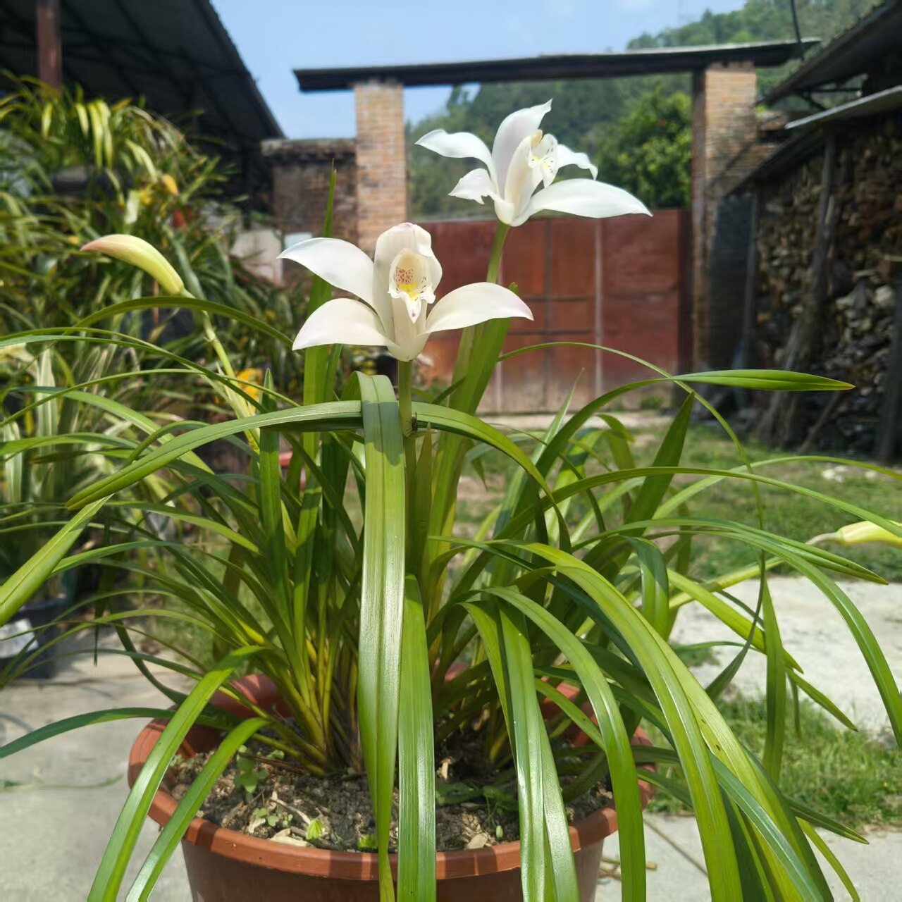 云南兰花虎头兰独占春四季绿植庭院客厅书桌茶机摆放花卉双飞燕兰