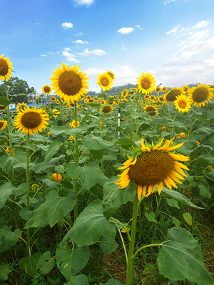 鲜花向日葵海报自然风景装饰贴画