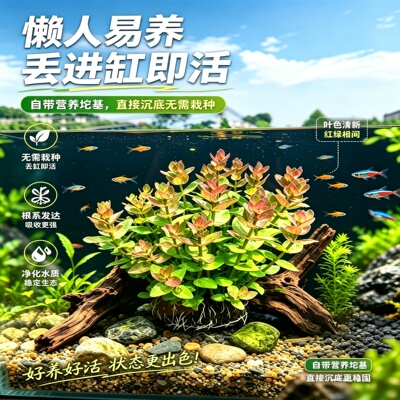 虎耳坨原坨根系懒人鱼缸净水造景