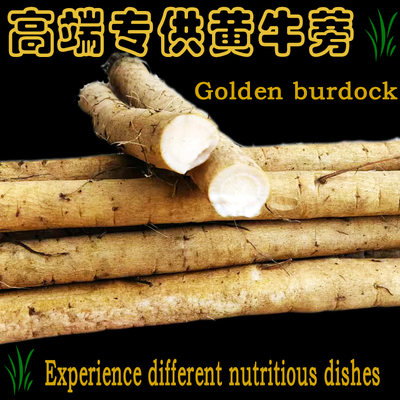 苍山新鲜黄金牛蒡安疗榨汁