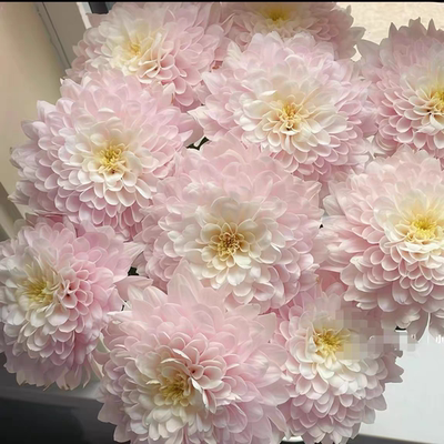 小菊2 奶茶广寒宫瑞白塞拉之光小红帽白重楼植物盆栽花卉花苗小苗