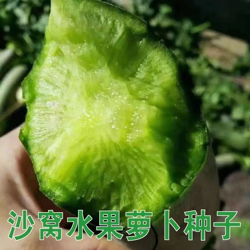 比梨甜水果萝卜种子绿皮绿肉里外青沙窝萝卜种子脆甜四季蔬菜种籽