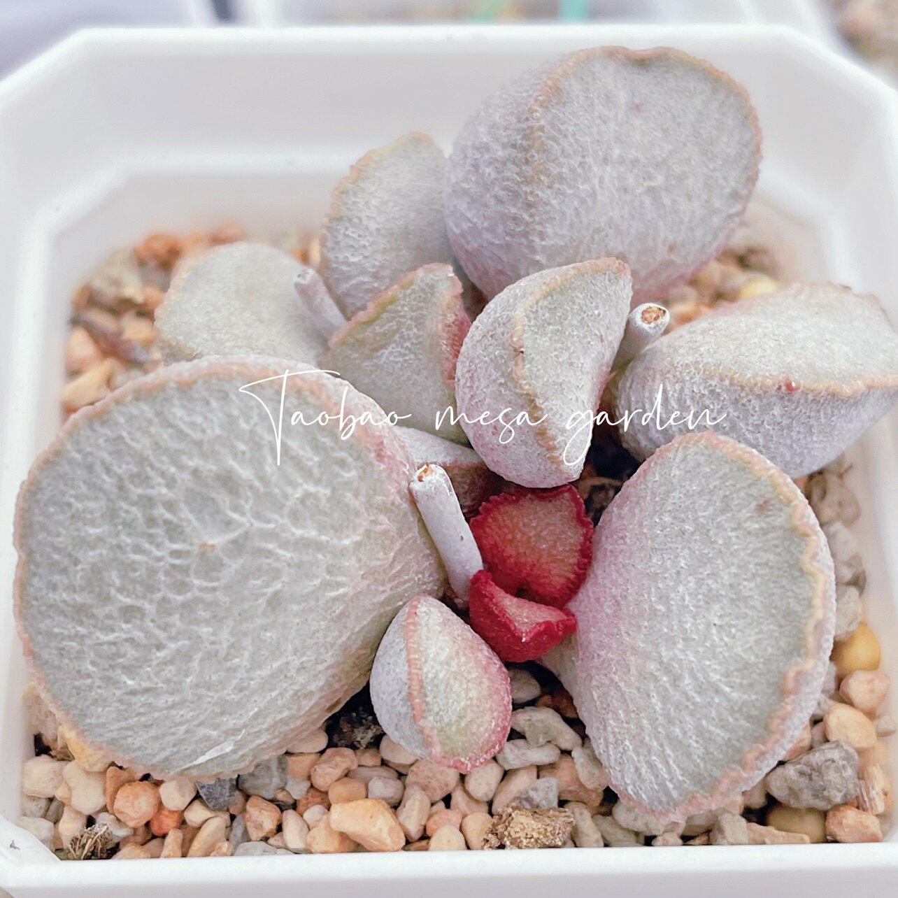 911号圣姬水泡 圣蛋 多肉植物 天锦章 奇趣 叶片叶插苗 一物一拍