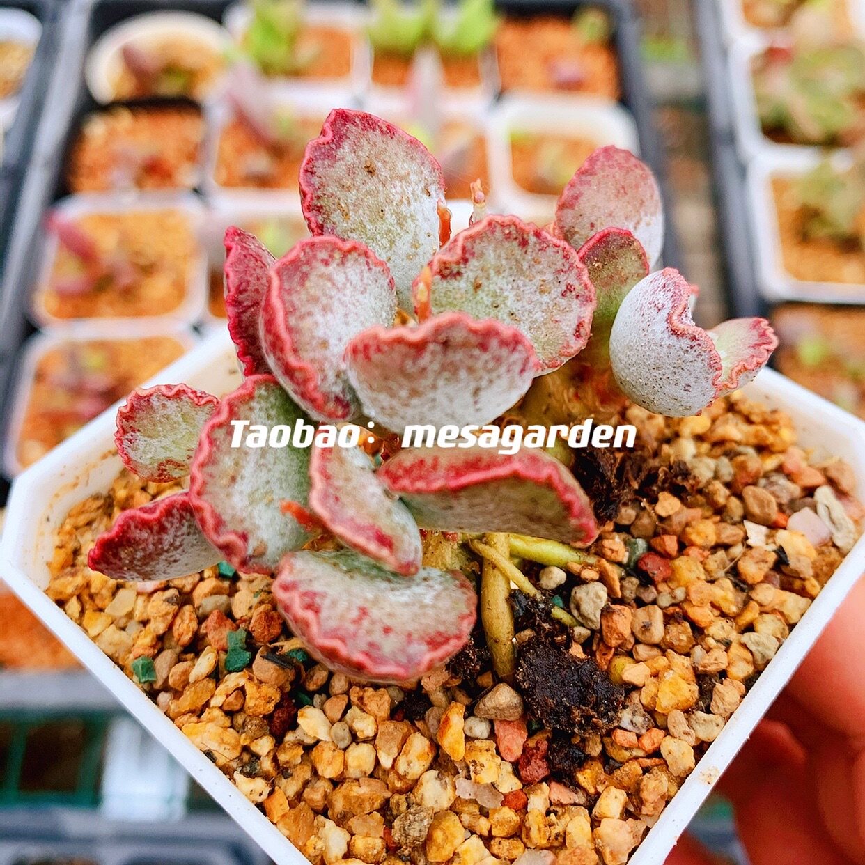 粉黛水泡 多肉植物 叶插苗 一物一拍 趣味 园艺种