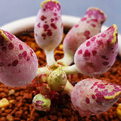 海豹水泡多肉进口正版保证叶插苗